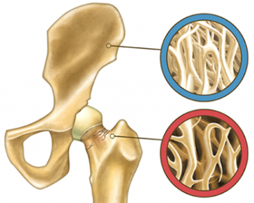 Bone Resorption | MyBioSource Learning Center