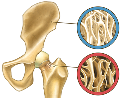 Bone Resorption | MyBioSource Learning Center