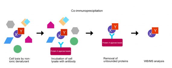 Coimmunoprecipitation - MyBioSource Learning Center