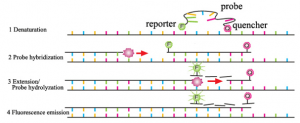 Real-time PCR | MyBioSource Learning Center