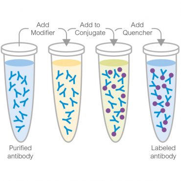 Antibody Labeling | MyBioSource Learning Center