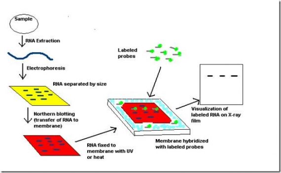 Northern Blotting | MyBioSource Learning Center