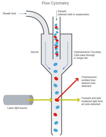 Flow cytometery - MyBioSource Learning Center