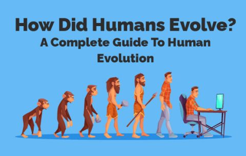 How Did Humans Evolve? A Complete Guide To Human Evolution ...