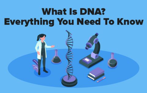 What Is DNA? Everything You Need To Know - MyBioSource