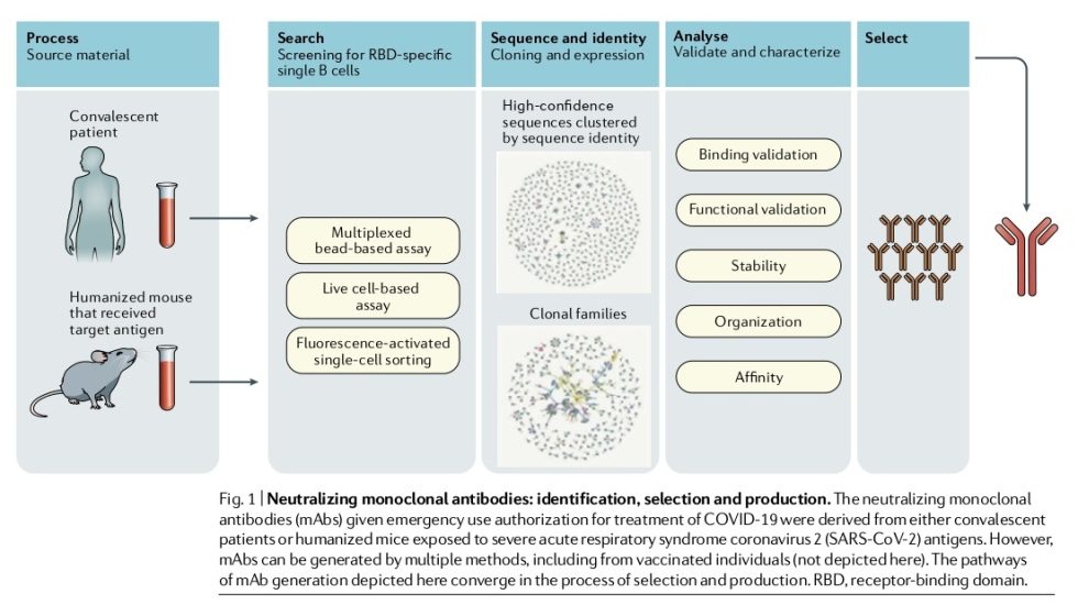 Exploring the Mechanisms of Action of Monoclonal Antibodies in Immune ...